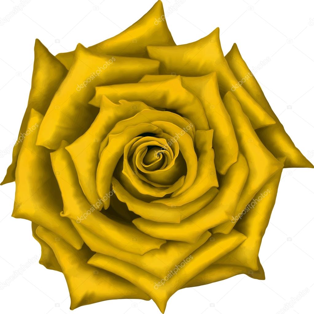 Yellow Rose Flower isolated on white background. Vector illustration ...