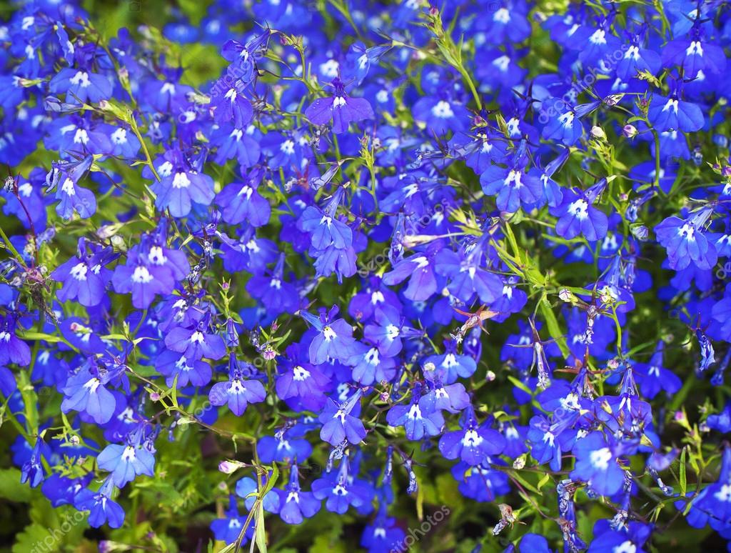 Beautiful blue forget-me-not flowers — Stock Photo © artnature #60780515