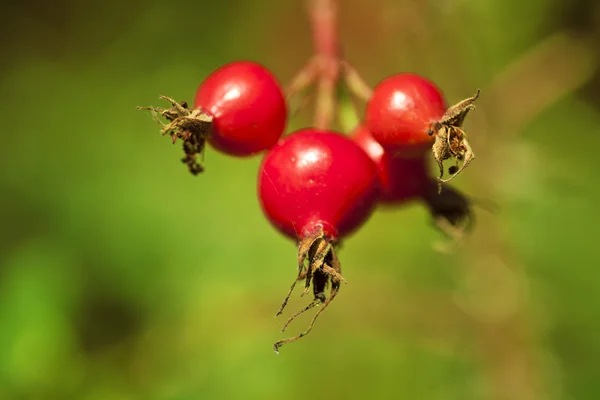 Briar, wild rose hip shrub - Stock Image - Everypixel