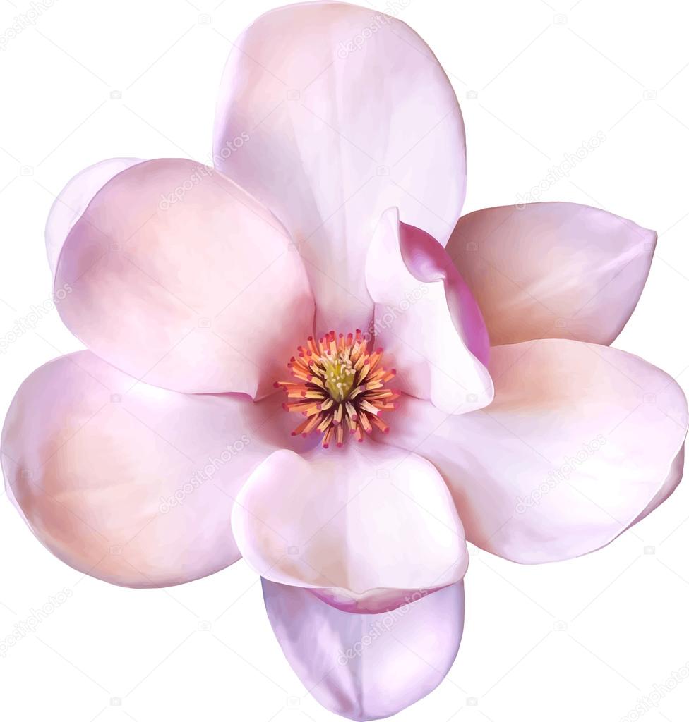 Magnolia flower — Stock Vector © artnature #60908915