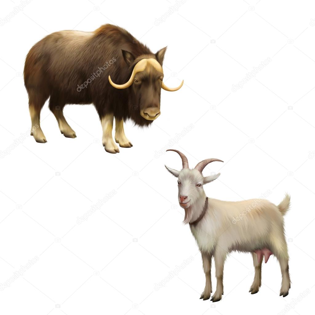 Illustration of musk-ox, Goat standing up isolated on a white ...