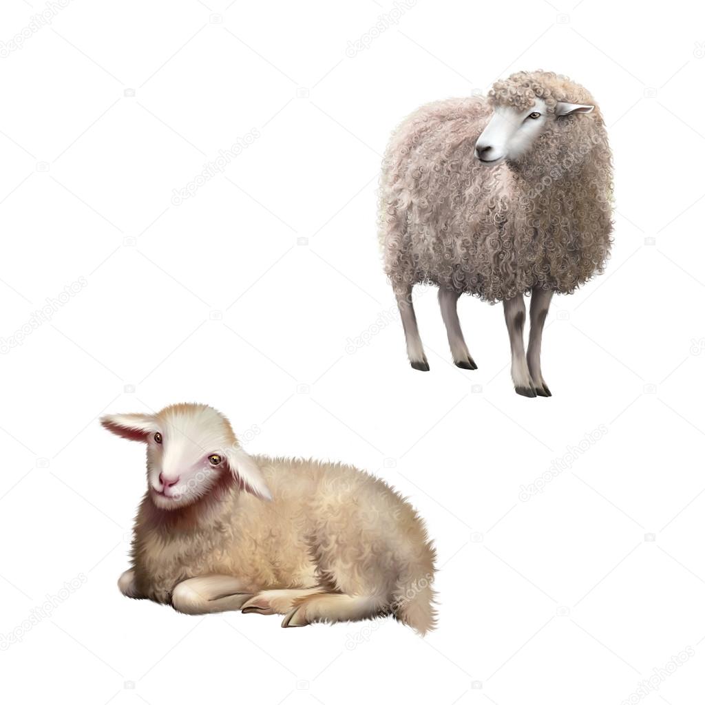 Illustration of Front view of a Sheep looking away. Illustration ...