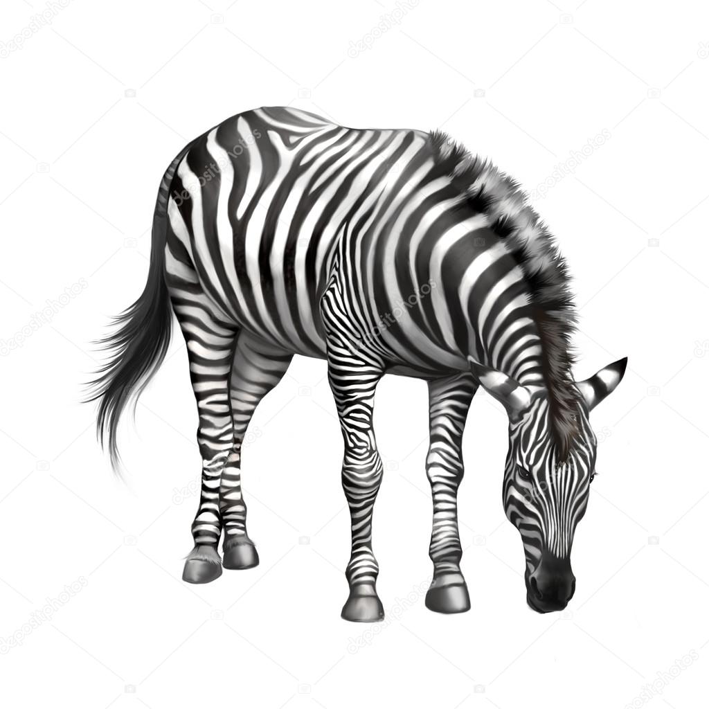 Zebra Eating Grass