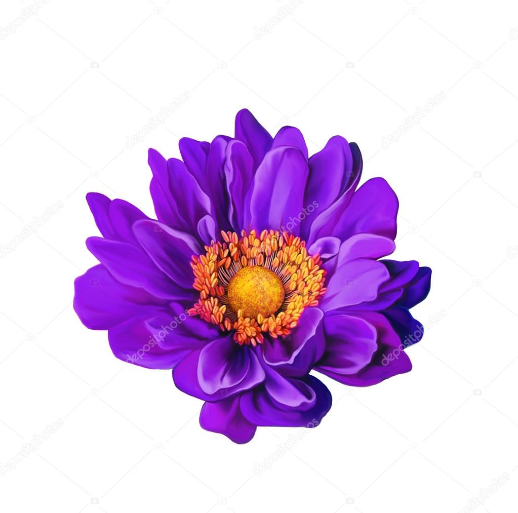 Flores De Color Morado Oscuro Fondo Blanco