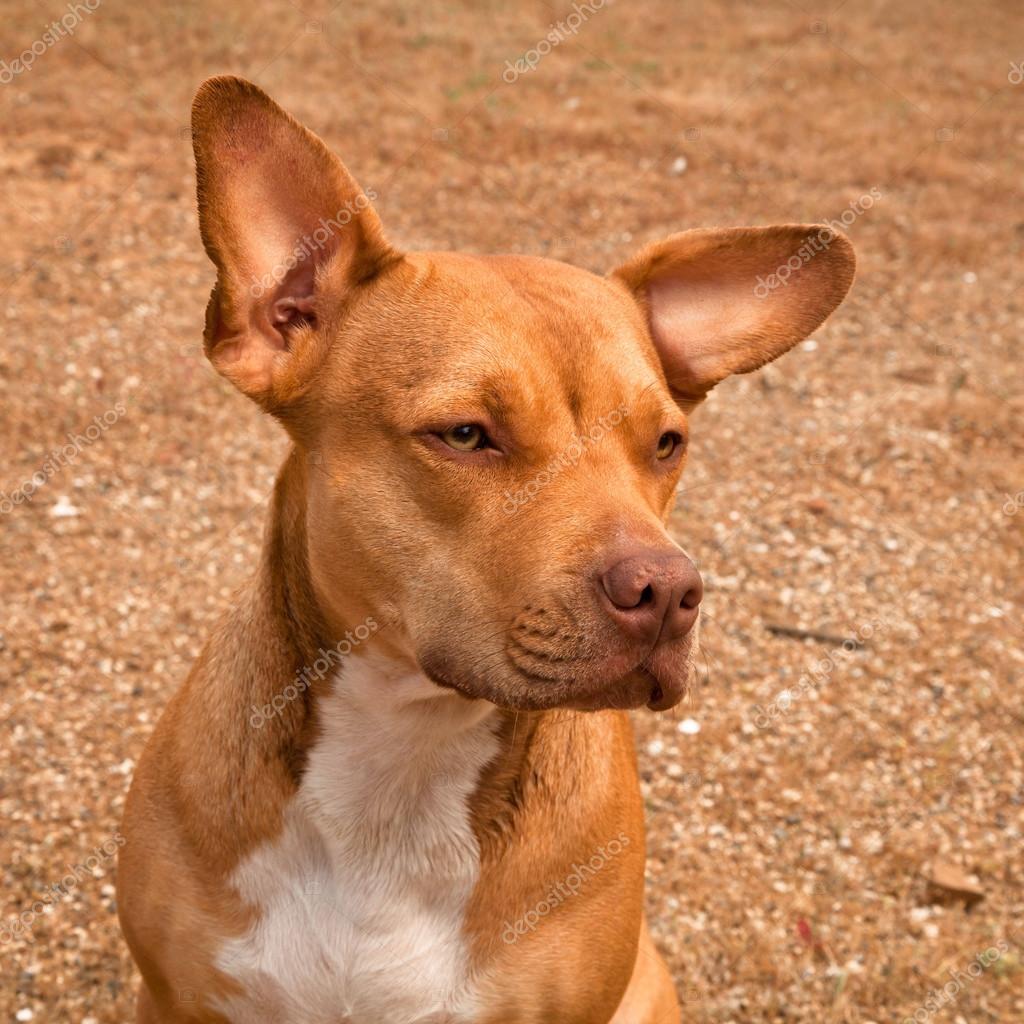 Red Pitbull Mix Puppies