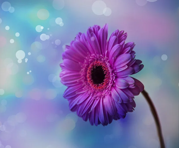 193 Lisa love Stock Photos | Free & Royalty-free Lisa love Images ...