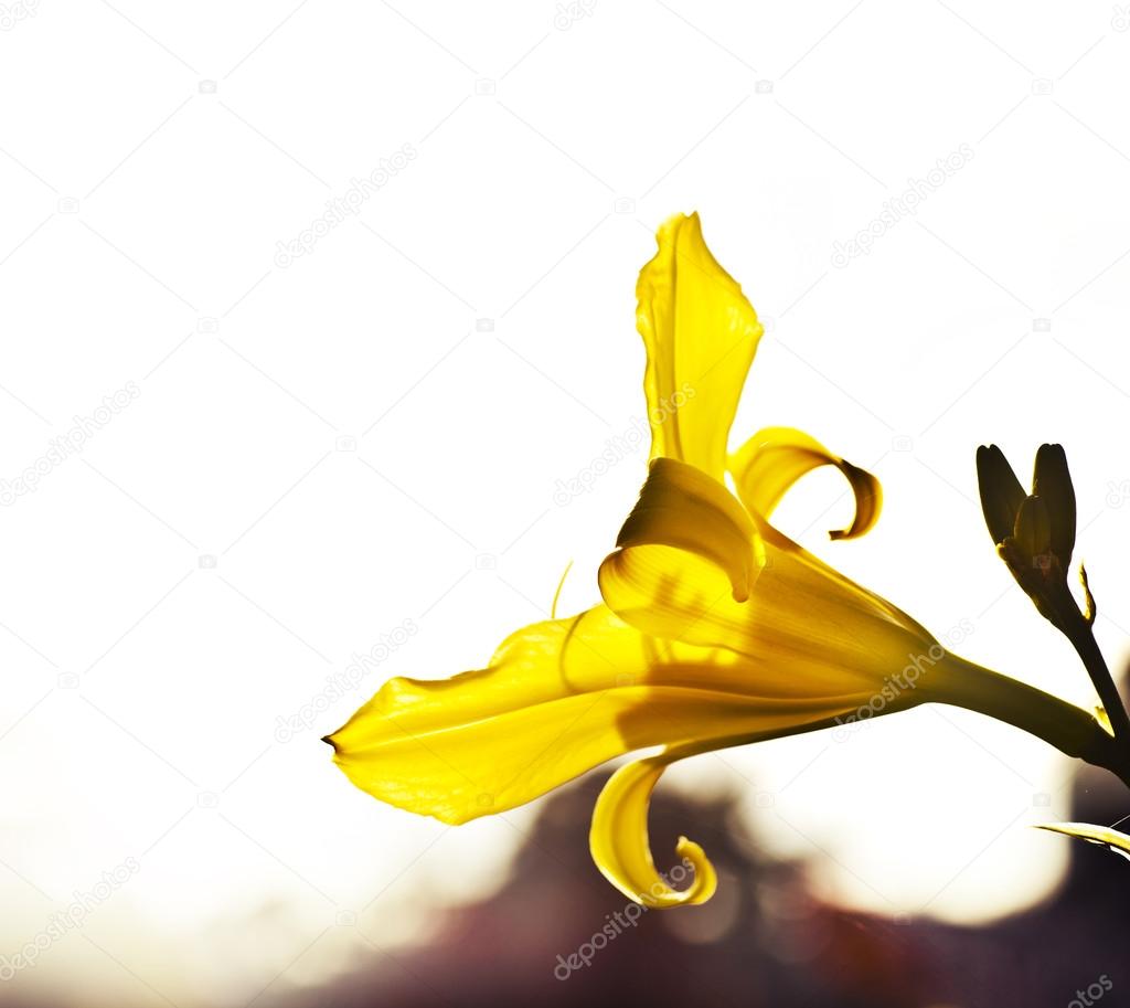 Yellow lily background Stock Photo by ©artnature 66083155