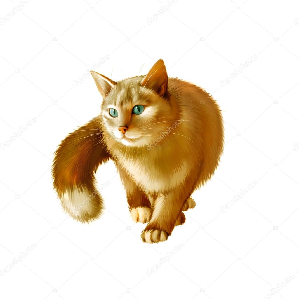 Red fuzzy Cat — Stock Photo © artnature #66087099