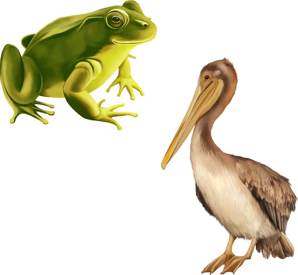 Louisiana wildlife Vector Art Stock Images | Depositphotos