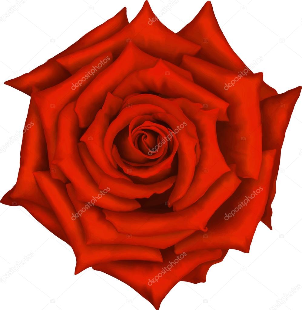 Red Rose Flower Stock Vector by ©artnature 69817965