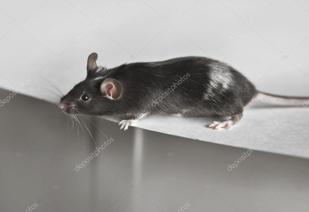 Cute mouse on the table — Stock Photo © artnature #77503552