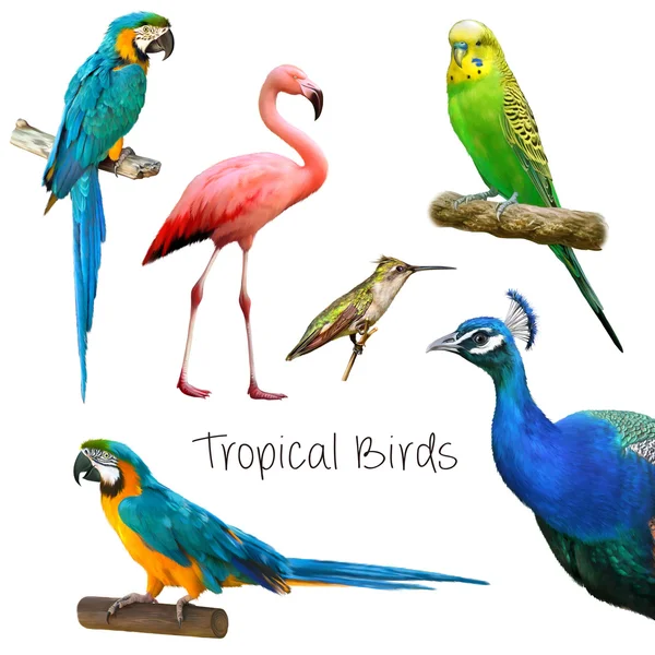 Macau birds Stock Photos, Royalty Free Macau birds Images | Depositphotos