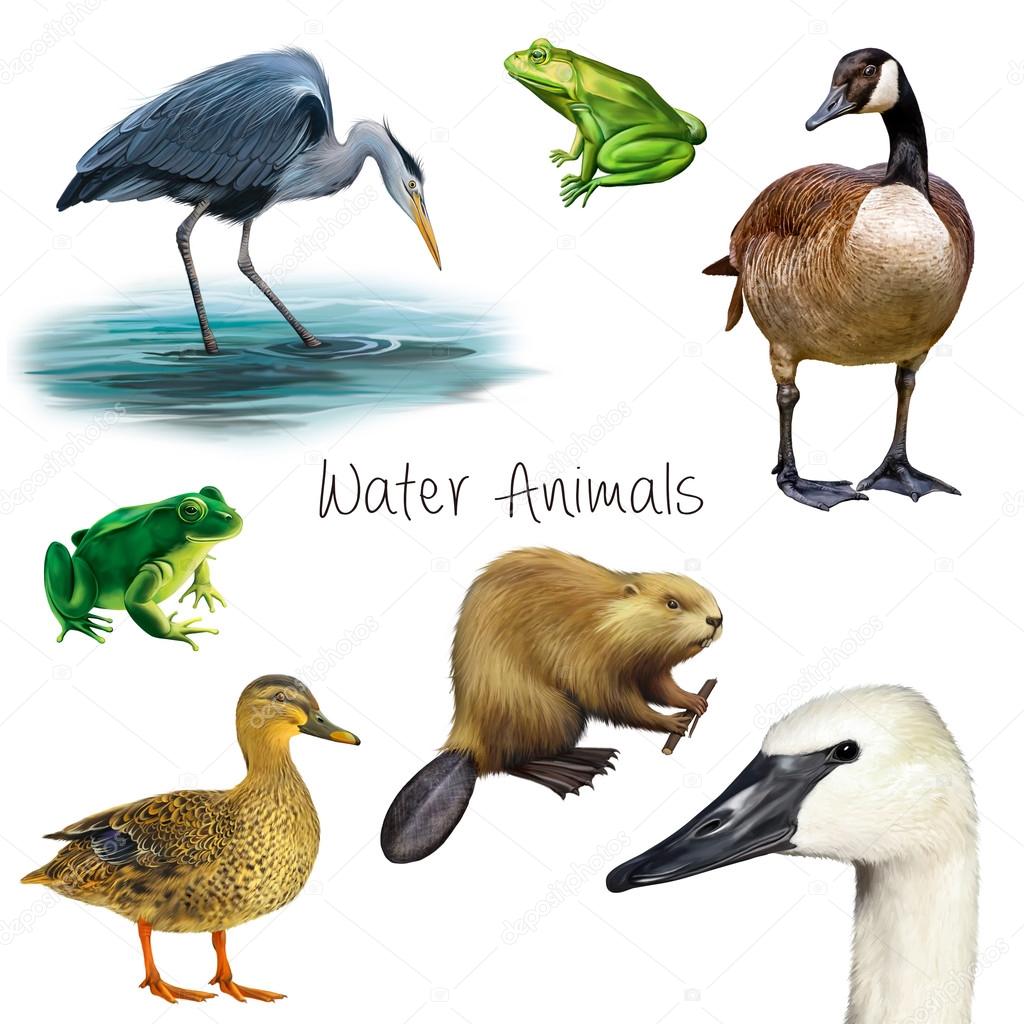 Water animals isolated on white background. Stock Illustration by ...