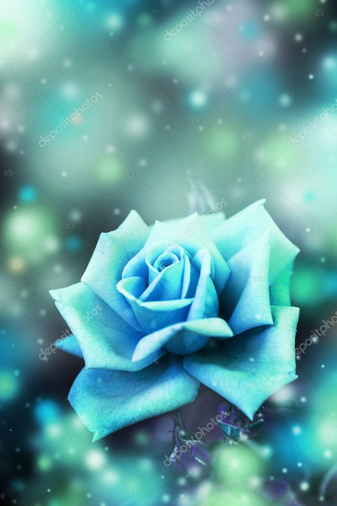 Beautiful blue rose — Stock Photo © artnature #86984204
