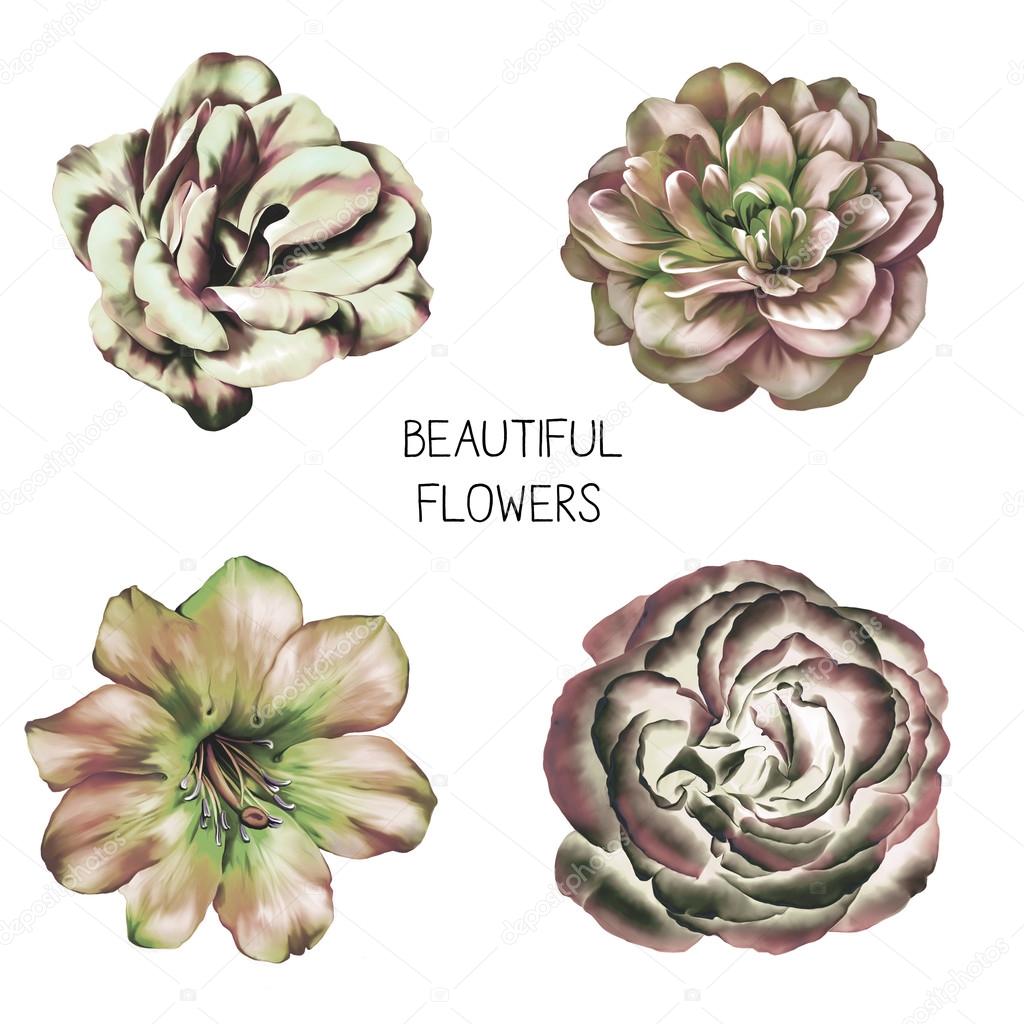 Four beautiful flowers Stock Photo by ©artnature 91750778