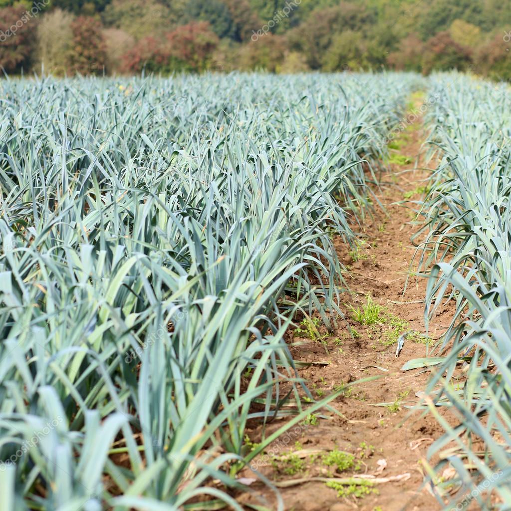 Organic bio leek field in Belgium — Stock Photo © CroMary #54522363