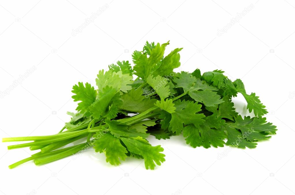 Hojas de cilantro (Coriandrum sativum) sobre fondo blanco. 2023