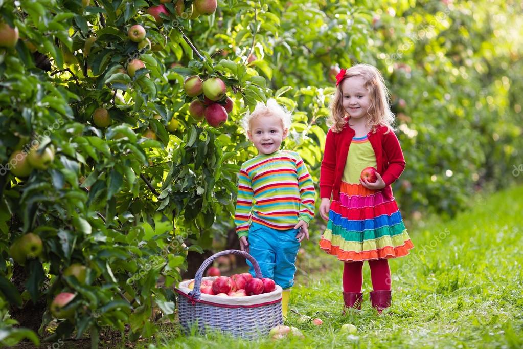Kids picking apples in fruit garden Stock Photo by ©FamVeldman 117324014