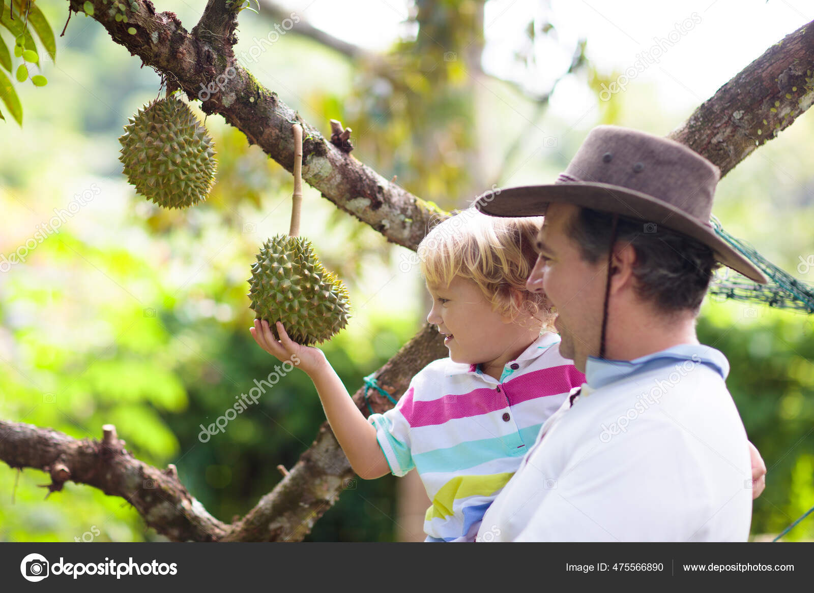 Durian Growing Tree Father Son Picking Exotic Tropical Fruits Thailand ...