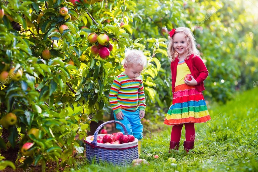 Kids picking fresh apples from tree in a fruit orchard — Stock Photo ...