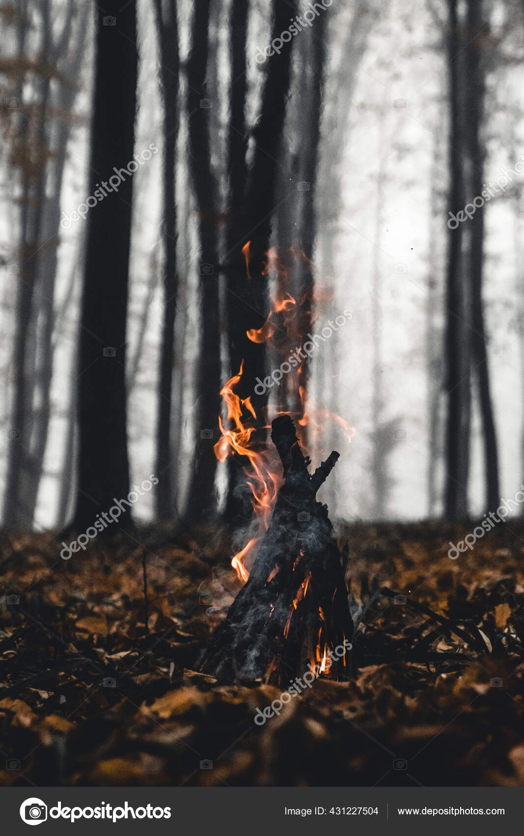 Bonfire in the forest in the evening Stock Photo by ©serbogachuk5 431227504