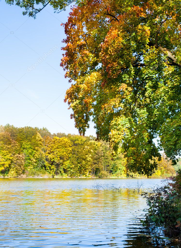 Nature. Tree hanging over lake — Stock Photo © serbogachuk5 #55374429