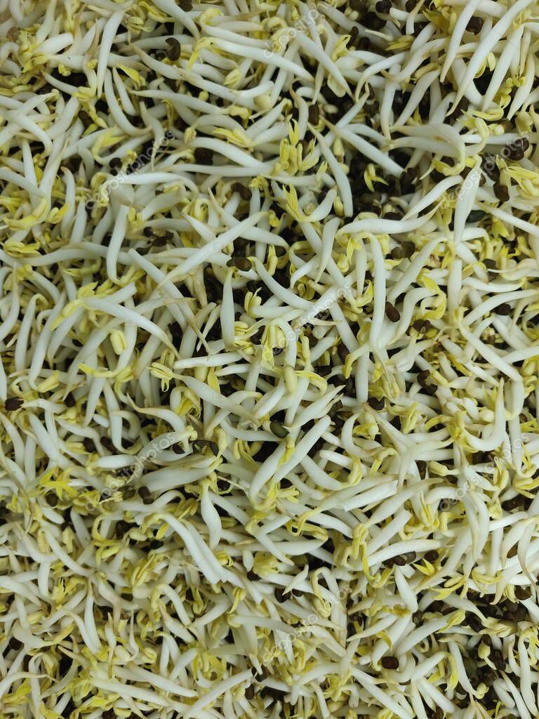 Los brotes de frijol mungo son una verdura culinaria cultivada por los ...