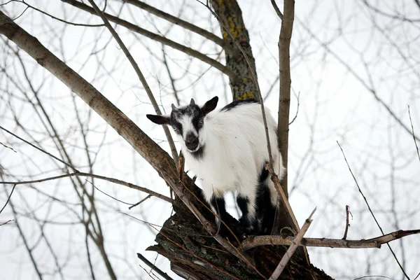 Goat tree Stock Photos, Royalty Free Goat tree Images | Depositphotos
