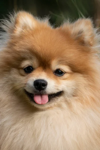 Macro dog Stock Photos, Royalty Free Macro dog Images | Depositphotos