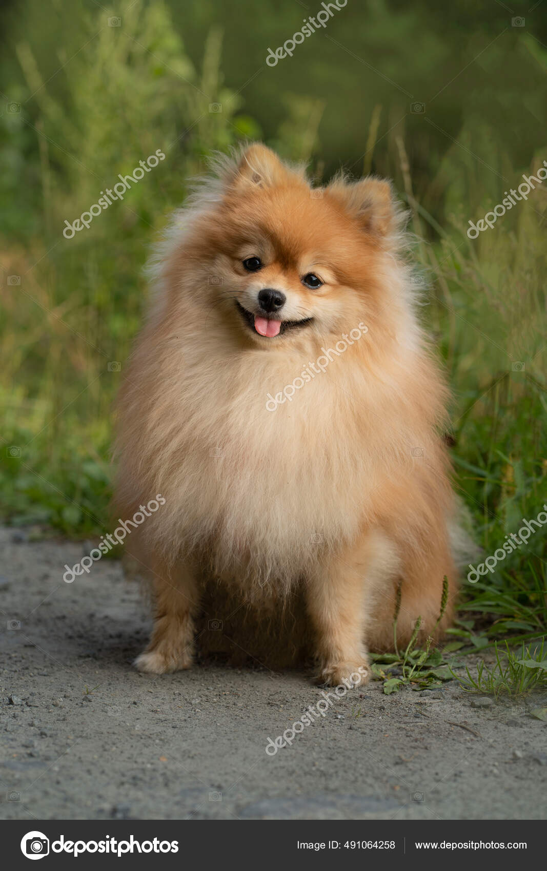A small Pomeranian dog sits and looks directly into the camera — Stock ...