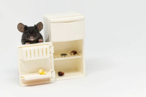 Mice by bins Stock Photos, Royalty Free Mice by bins Images | Depositphotos