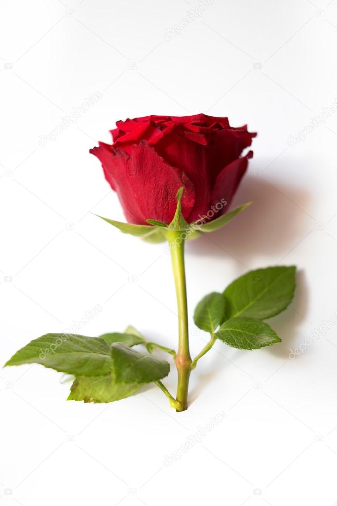 Red rose Stock Photo by ©PavelIvanov 85932734