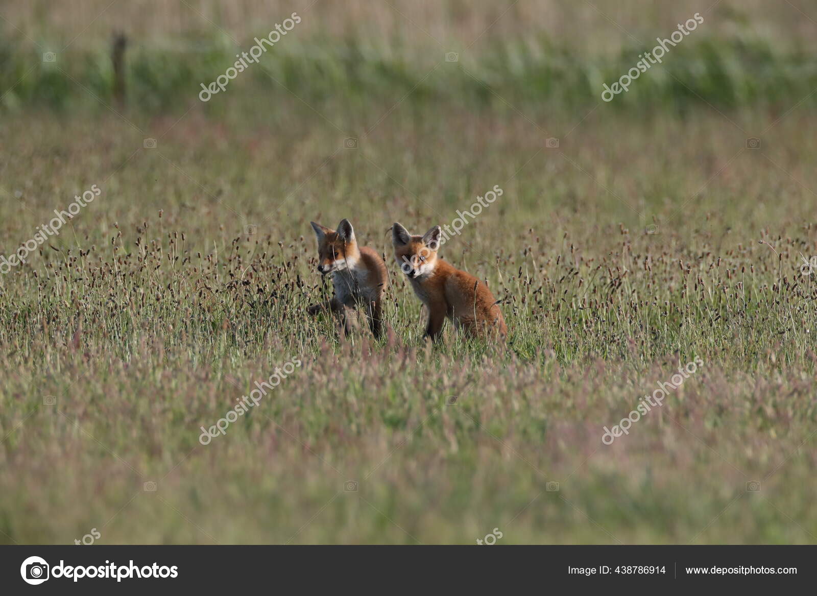Red Fox Vulpes Vulpes Fox Cub Standing Meadow Germany — Stock Photo © FrankFF #438786914