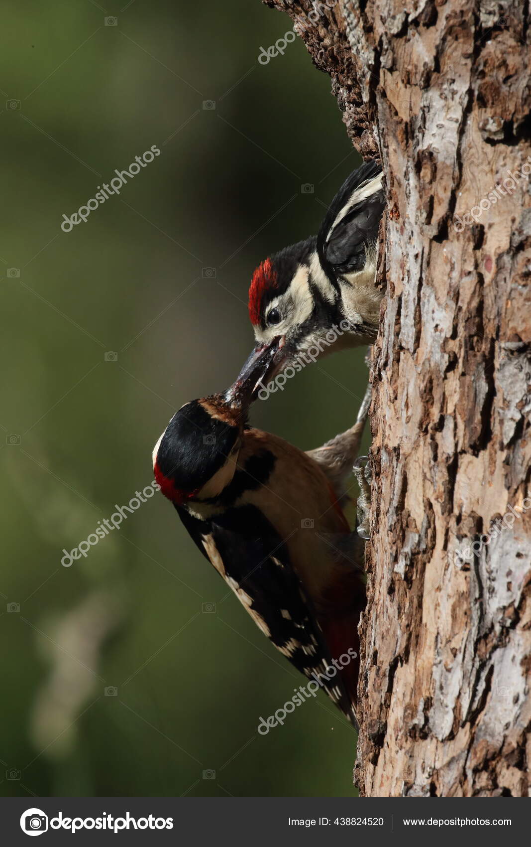 Woodpecker Beak