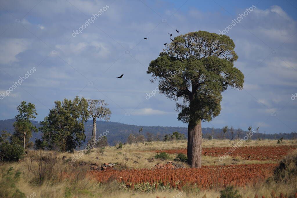 Árbol de botella de hoja estrecha o árbol de botella de Queensland ... Árbol de botella de hoja estrecha o árbol de botella de Queensland ...