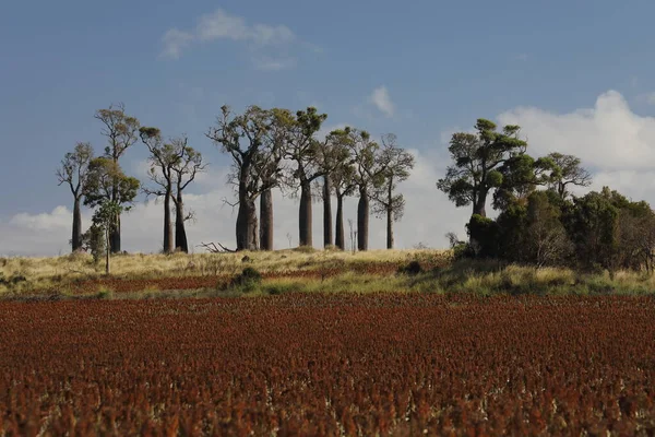 Narrow Leaved Bottle Tree Queensland Bottle Tree Brachychiton Rupestris ...