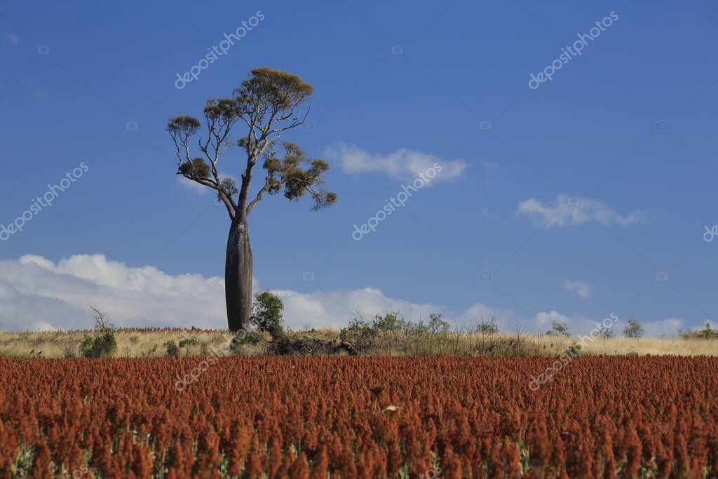 Árbol de botella de hoja estrecha o árbol de botella de Queensland ... Árbol de botella de hoja estrecha o árbol de botella de Queensland ...