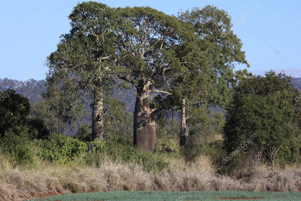 Árbol de botella de hoja estrecha o árbol de botella de Queensland ... Árbol de botella de hoja estrecha o árbol de botella de Queensland ...