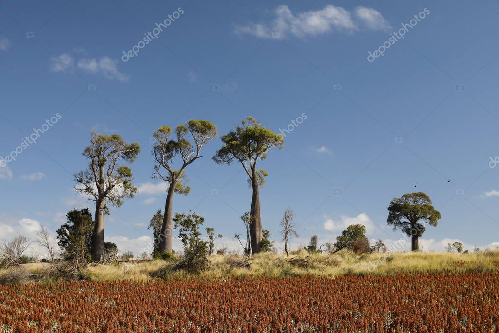 Árbol de botella de hoja estrecha o árbol de botella de Queensland ... Árbol de botella de hoja estrecha o árbol de botella de Queensland ...