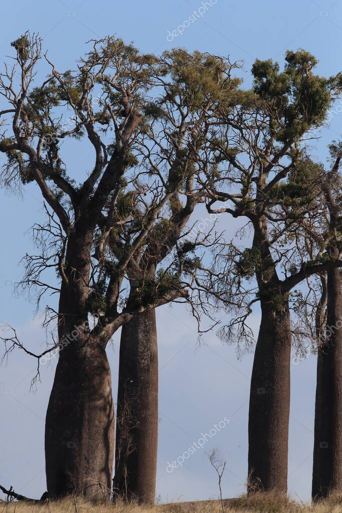 Árbol de botella de hoja estrecha o árbol de botella de Queensland ... Árbol de botella de hoja estrecha o árbol de botella de Queensland ...