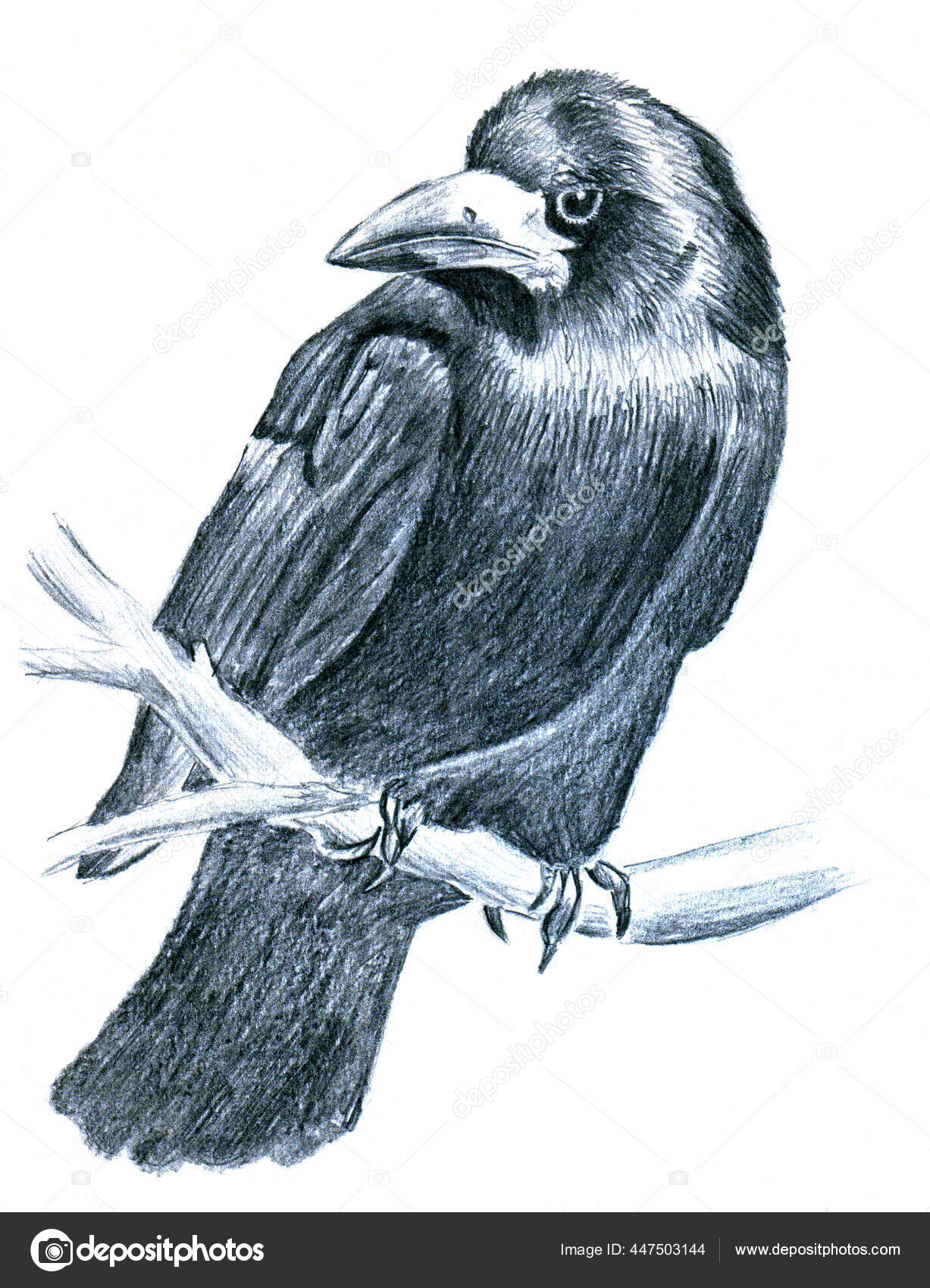 Bird Raven Draw Graphite White Background Illustration Decorations ...