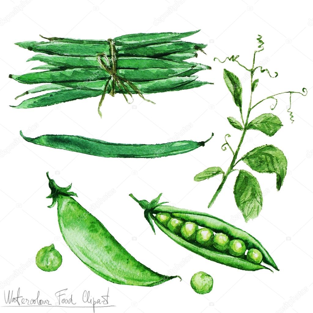 String Beans Drawing
