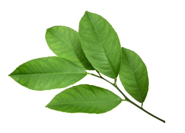 Lemon Leaf Information