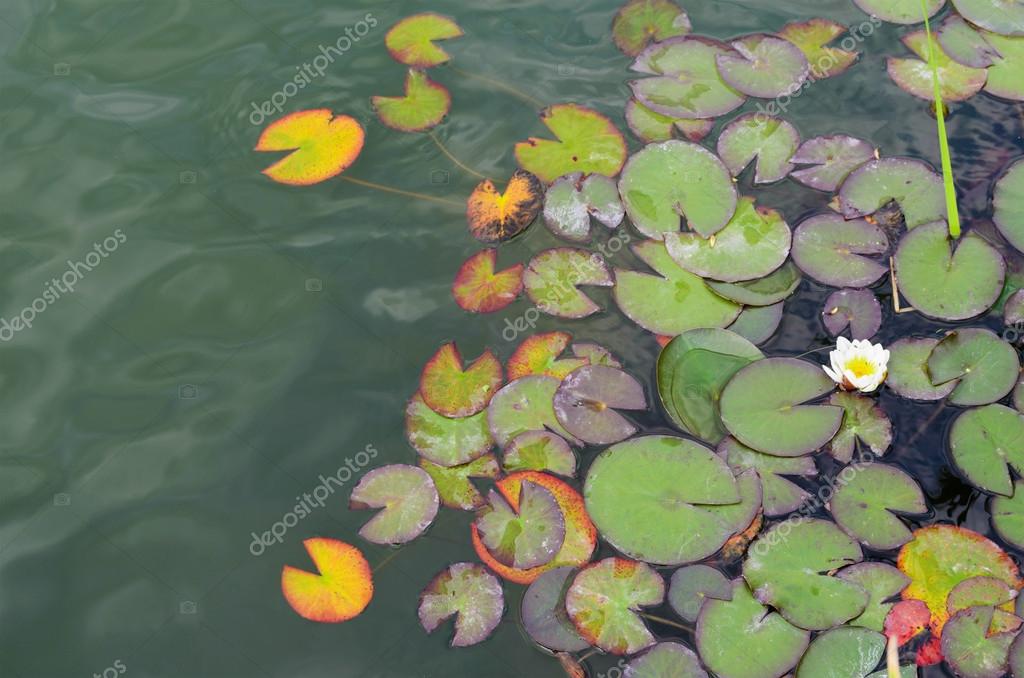 Lily pads on the water — Stock Photo © Ovydyborets #55730217