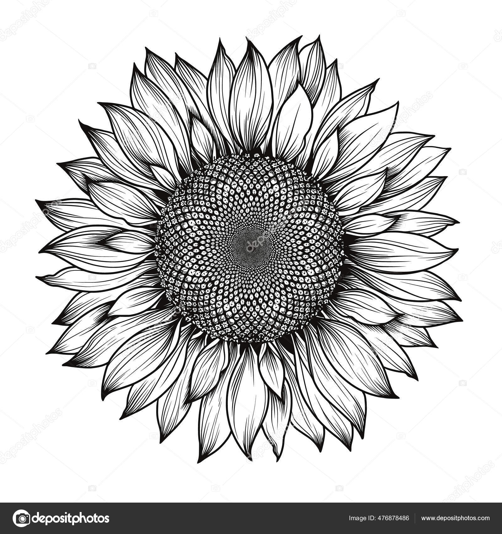 Sunflower Flower Vector Black White Graphics Isolated White Background ...