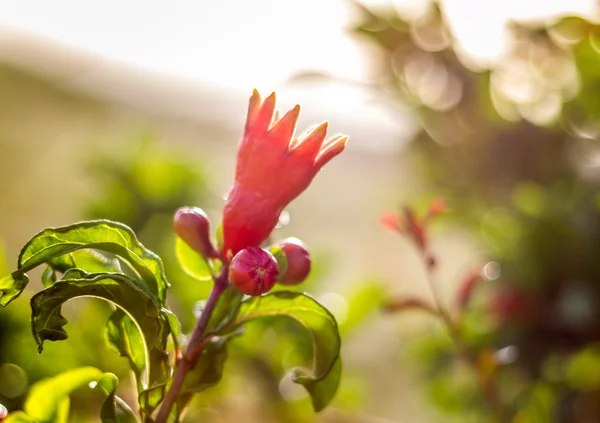 Floraison de grenade Stock Photos, Royalty Free Floraison de grenade ...