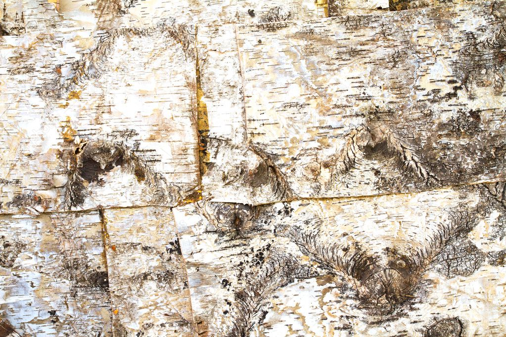 Pared de corteza de rbol como fondo. Textura de madera 2024