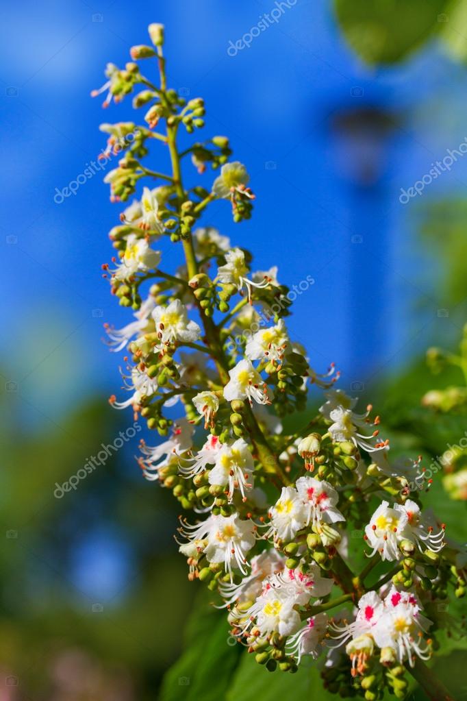 Casta o de Indias (Aesculus hippocastanum, Conker tree) florece en un d a de primavera 2024
