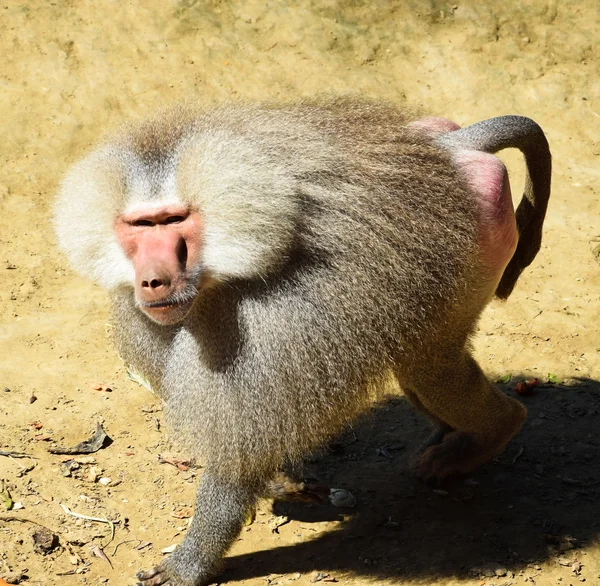 Black baboon Stock Photos, Royalty Free Black baboon Images | Depositphotos