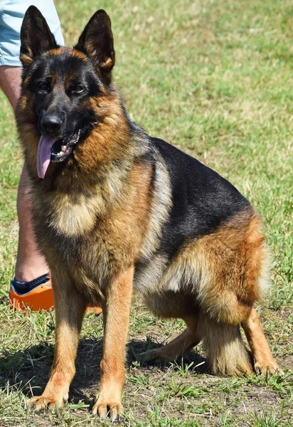 German Shepherd — Stock Photo © predrag1 #3391019